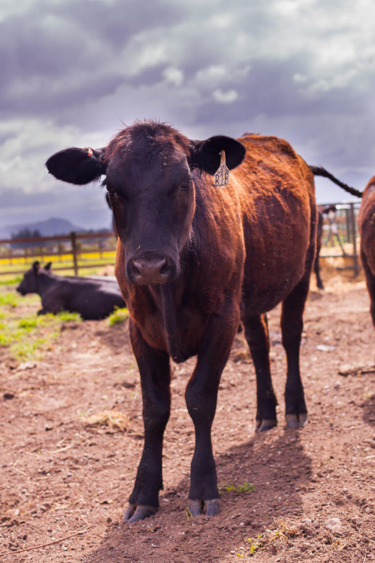 Where Does Beef Come From? Kids Farm Visit