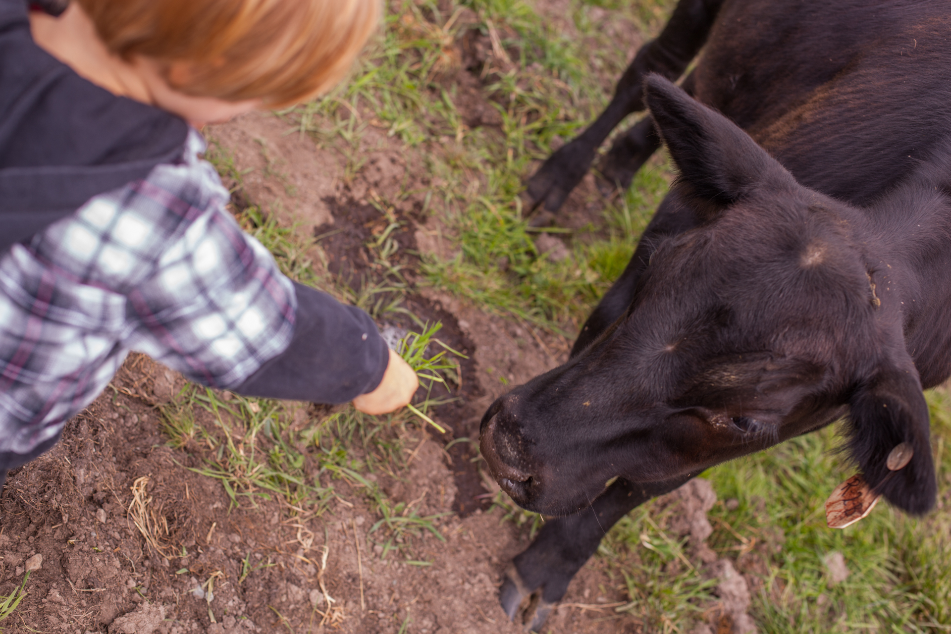 Sandwich Sushi Roll Kids Will Love for Lunch - Eating Richly